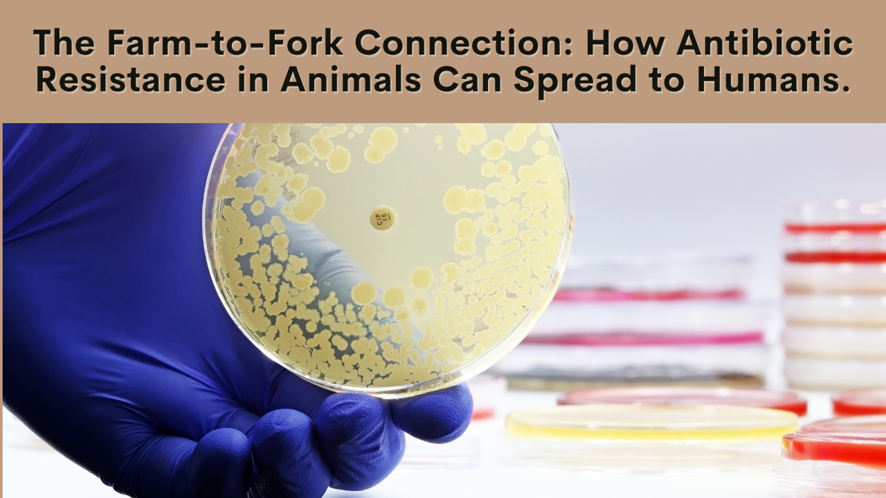 From Farm to Fork: The Threat of Antibiotic Resistance in Animals - A ...
